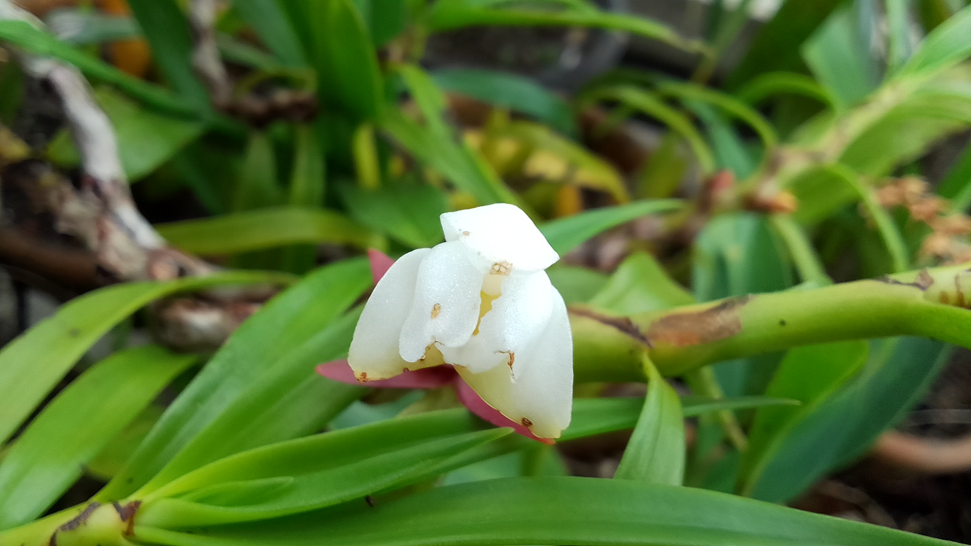 Kebun Raya Sipirok Tapsel