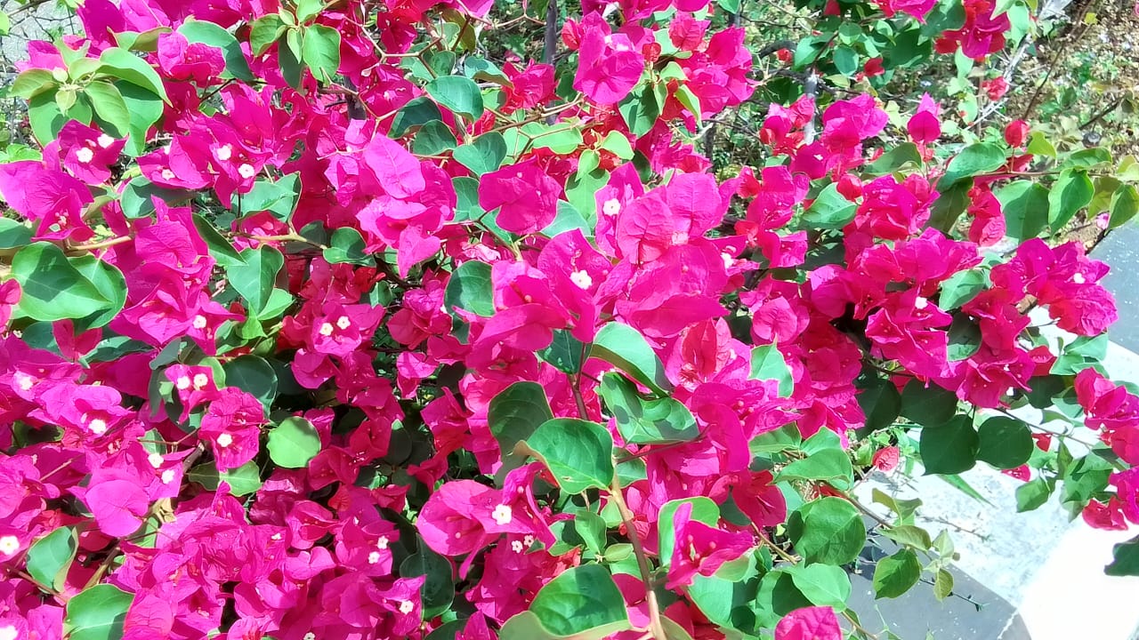 Kebun Raya Sipirok Tapsel