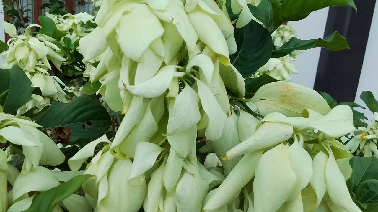 Kebun Raya Sipirok Tapsel