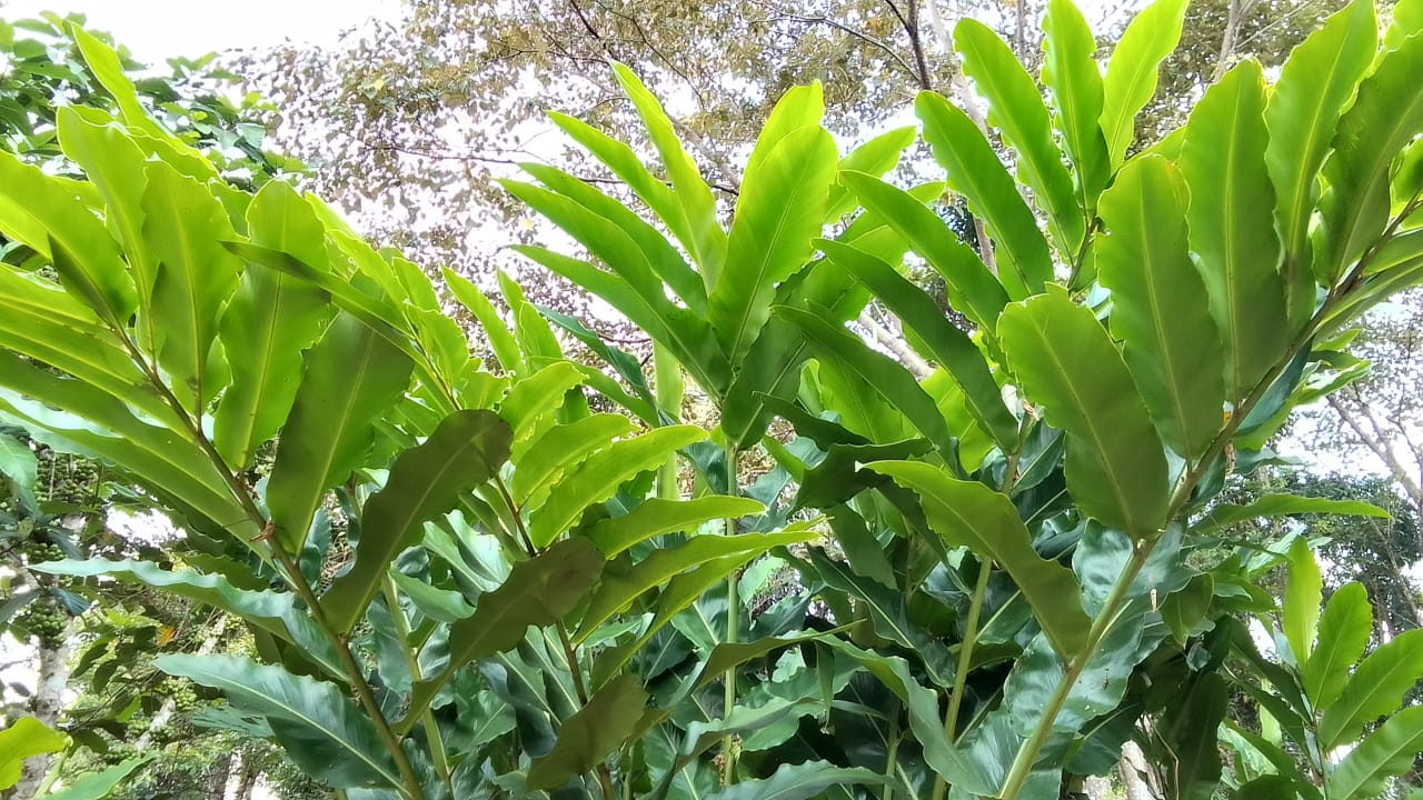 Kebun Raya Sipirok Tapsel