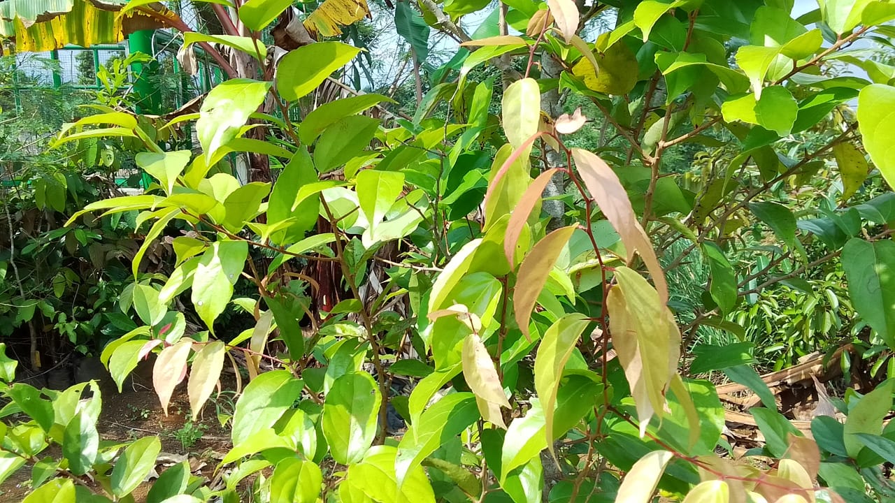 Kebun Raya Sipirok Tapsel