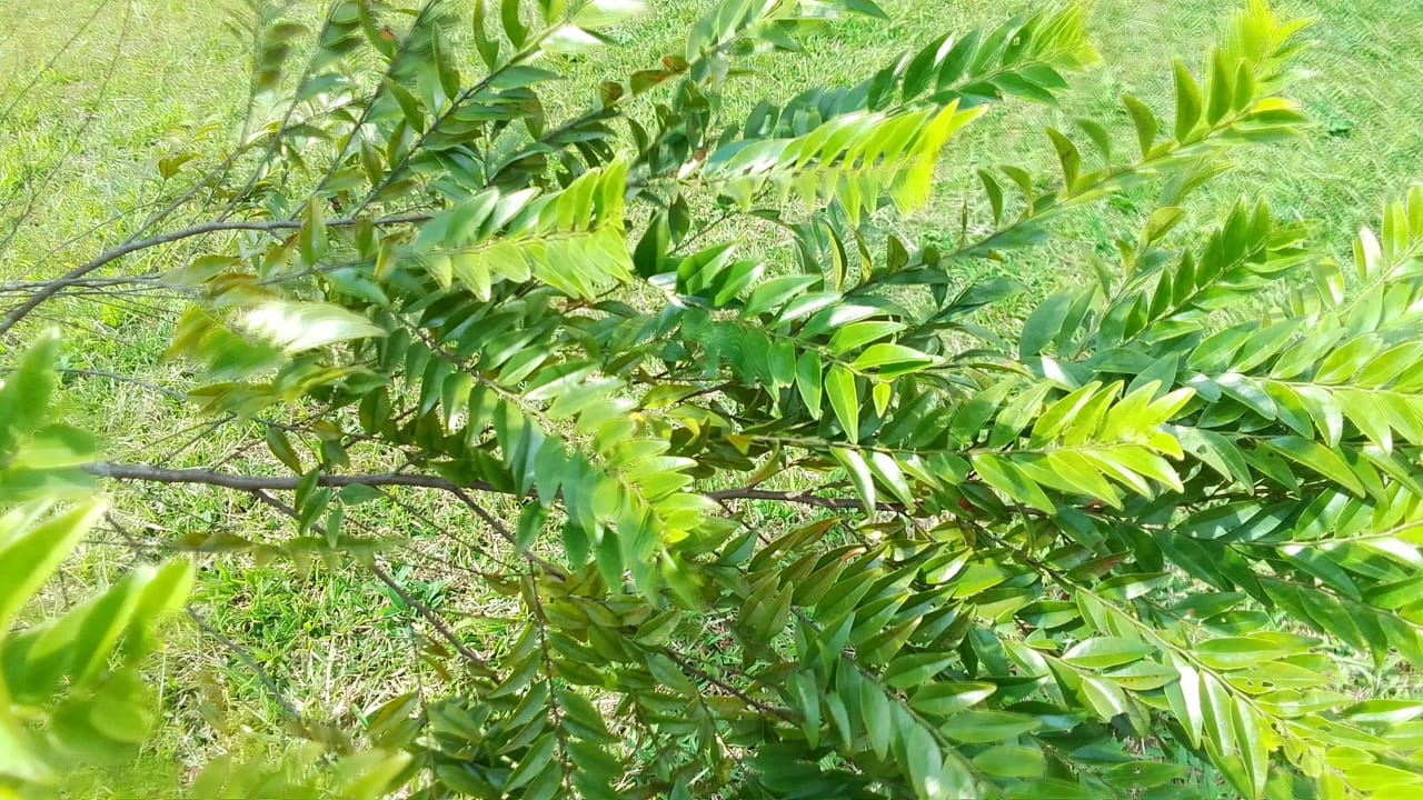 Kebun Raya Sipirok Tapsel