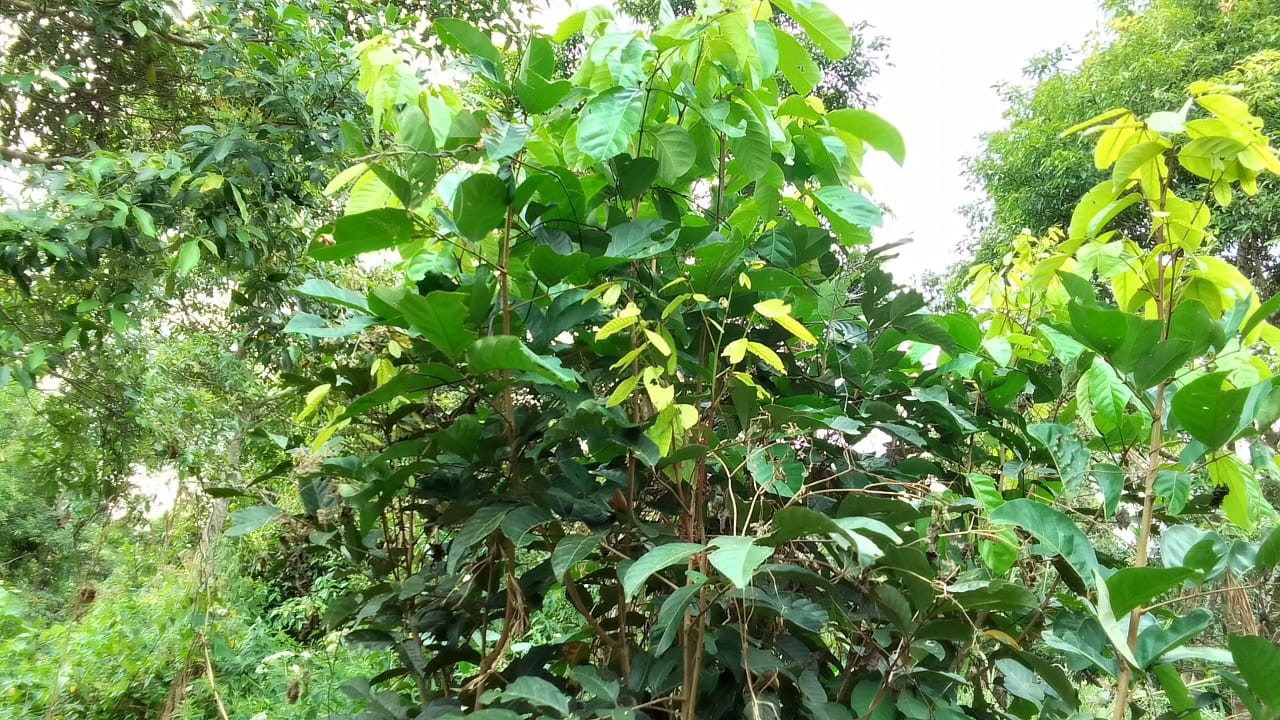 Kebun Raya Sipirok Tapsel