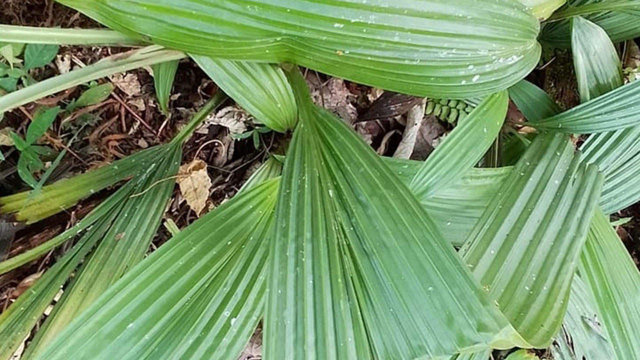 Kebun Raya Sipirok Tapsel