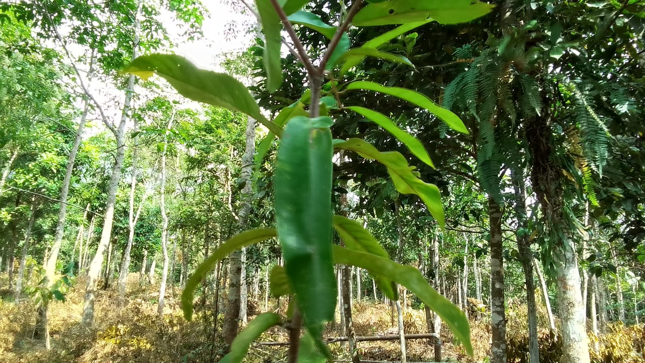 Kebun Raya Sipirok Tapsel